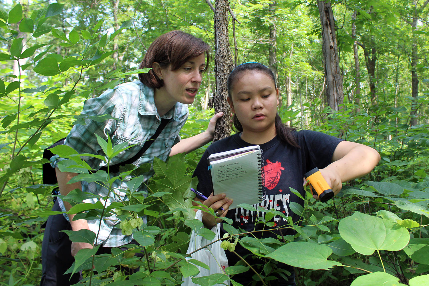 news | Additional Information about Treehoppers